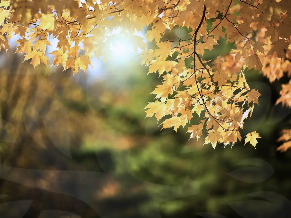 Top Fall Activities in Recovery: Embrace Sobriety & Strength